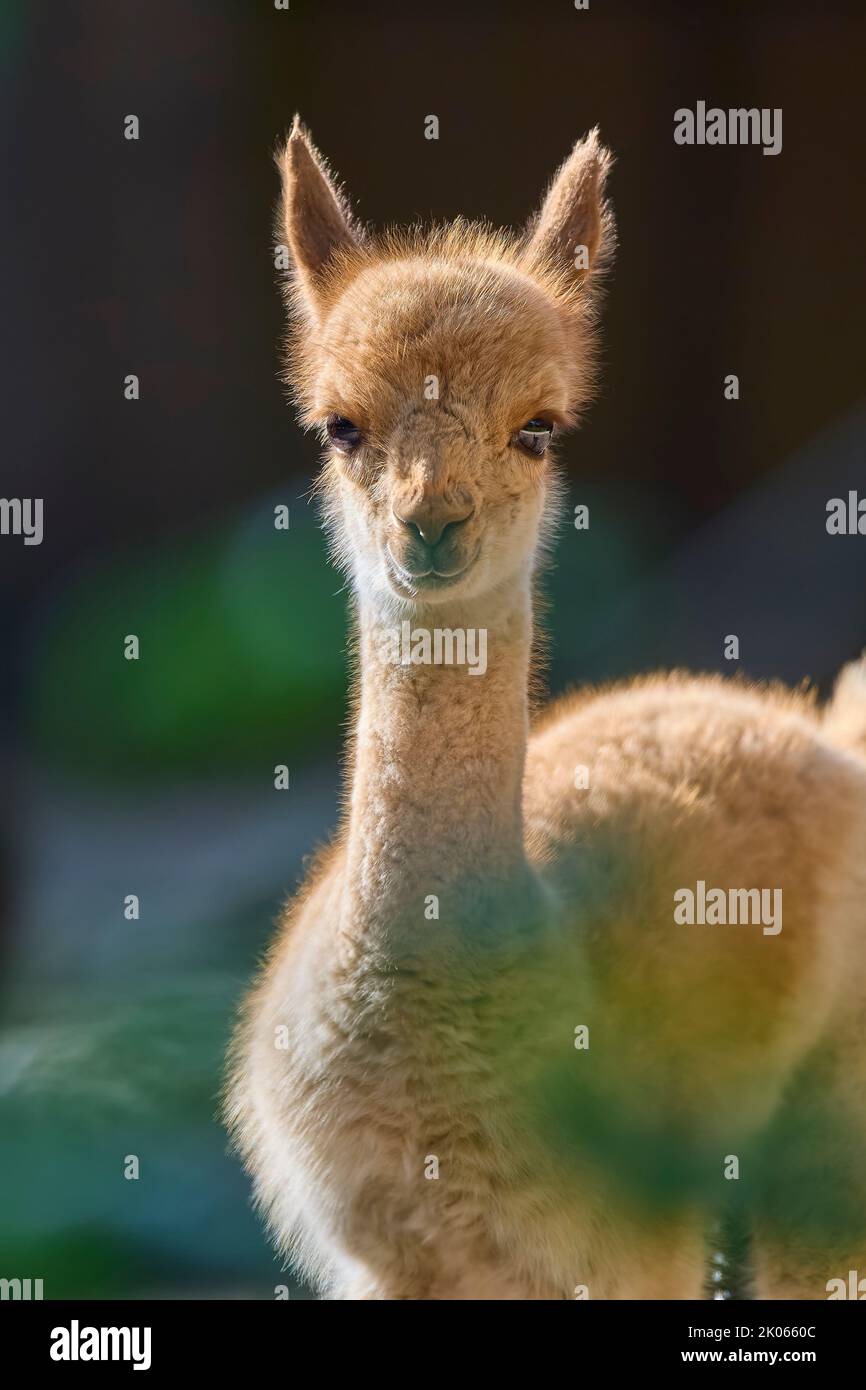 Baby vicuna Banque de photographies et d’images à haute résolution - Alamy