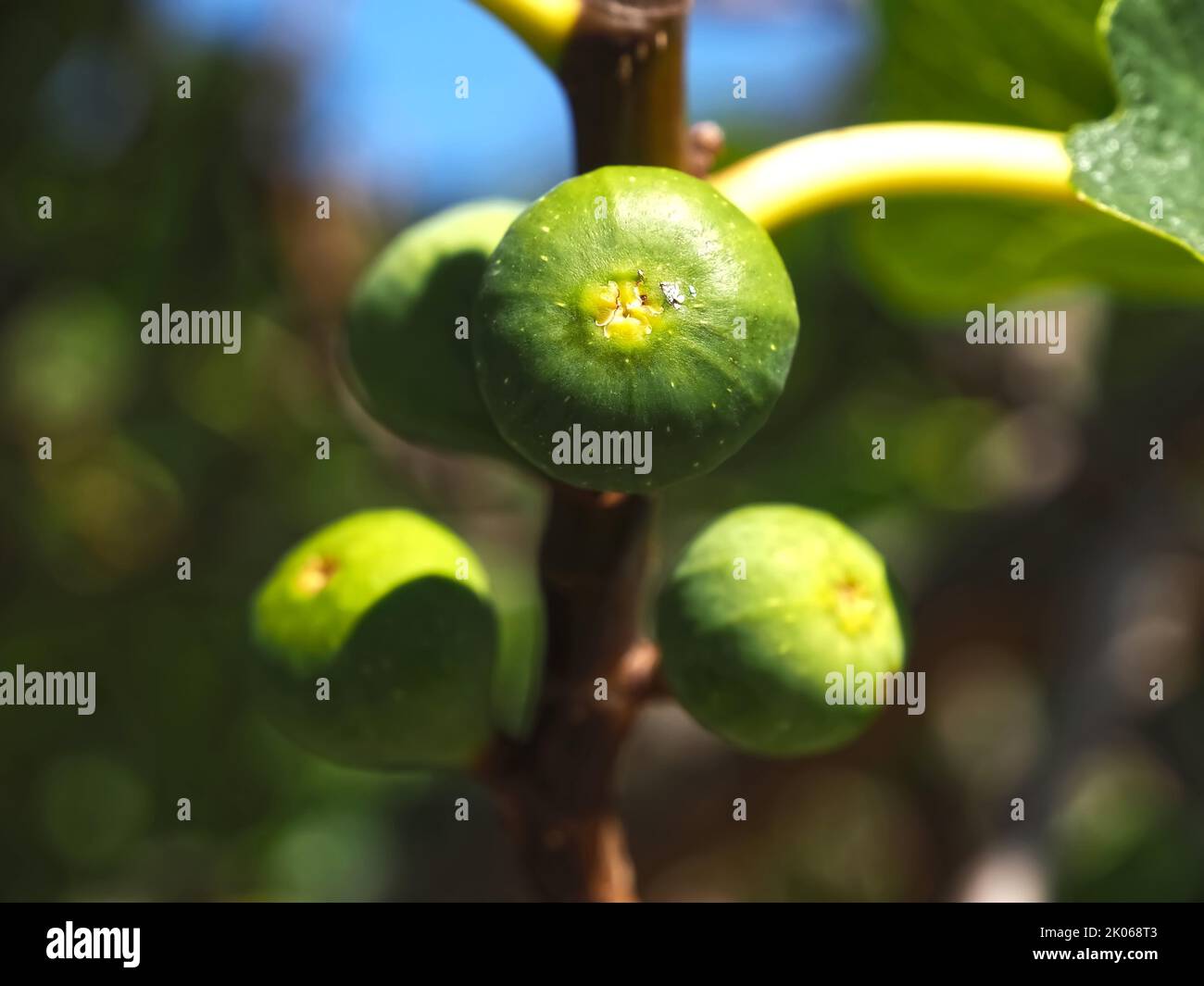 Figuier fruits murs sur une branche Banque de photographies et d’images ...