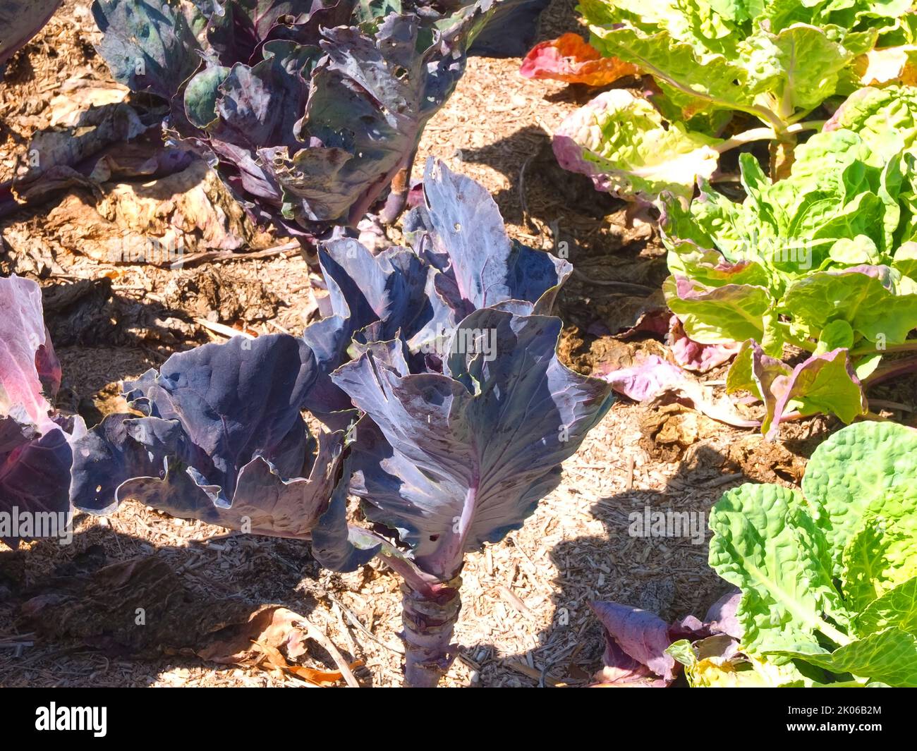 Choux rouges frais Banque de photographies et d’images à haute ...