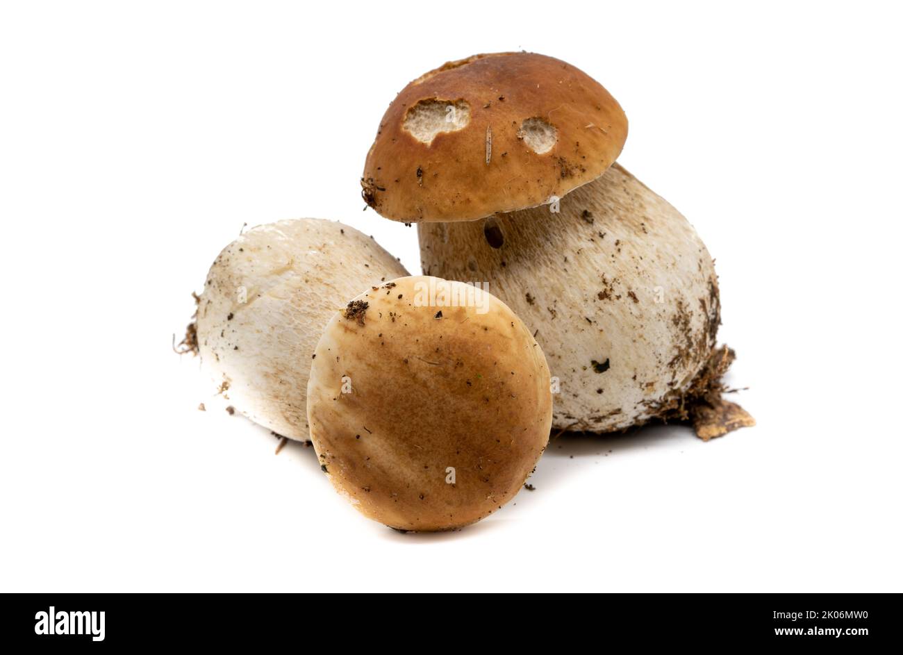 Boletus edulis aux champignons porcini Banque de photographies et d’images à haute résolution ...