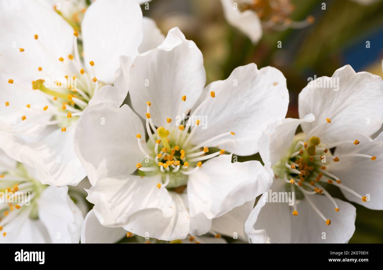 Cerisiers en fleurs. Branches d'un arbre avec fleurs blanches en gros ...