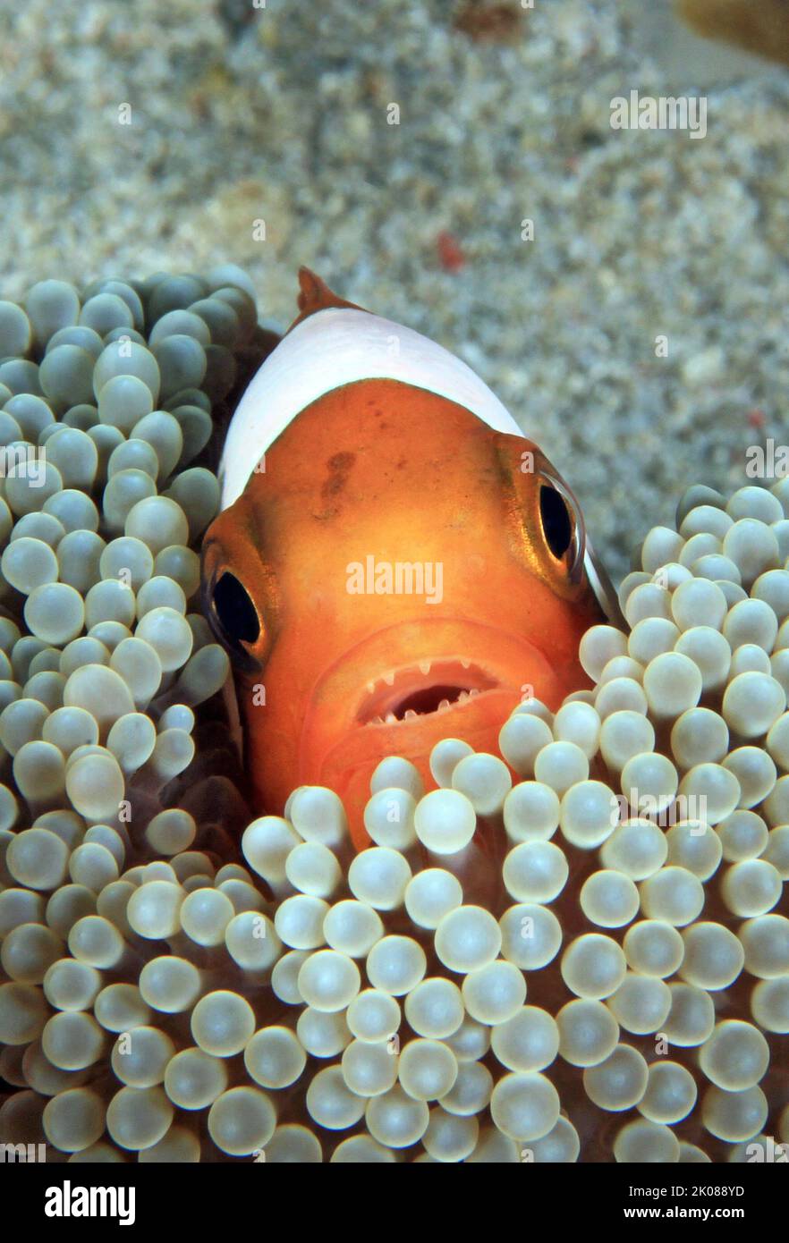 Panda clownfish Banque de photographies et d’images à haute résolution ...