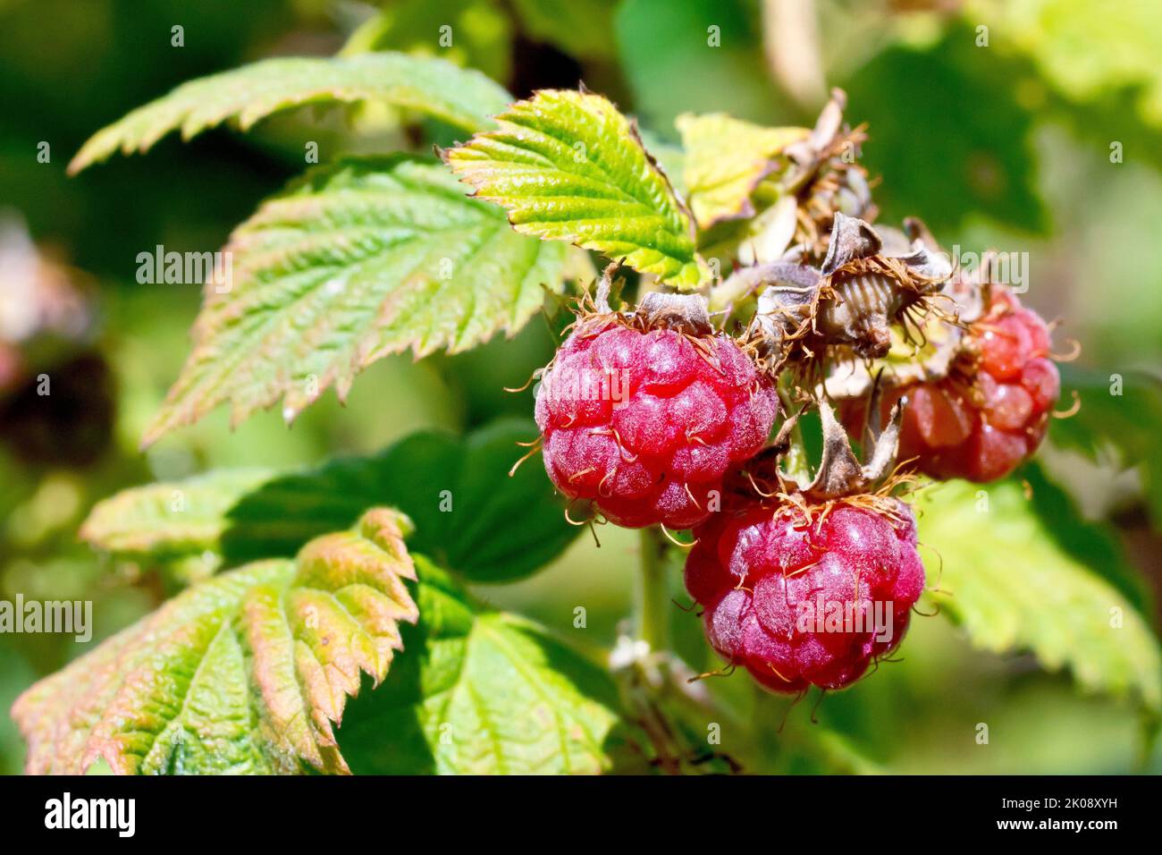 Fruits rouges sauvages Banque de photographies et d’images à haute ...