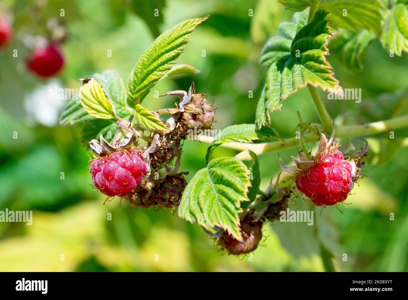 Fruits rouges sauvages Banque de photographies et d’images à haute ...