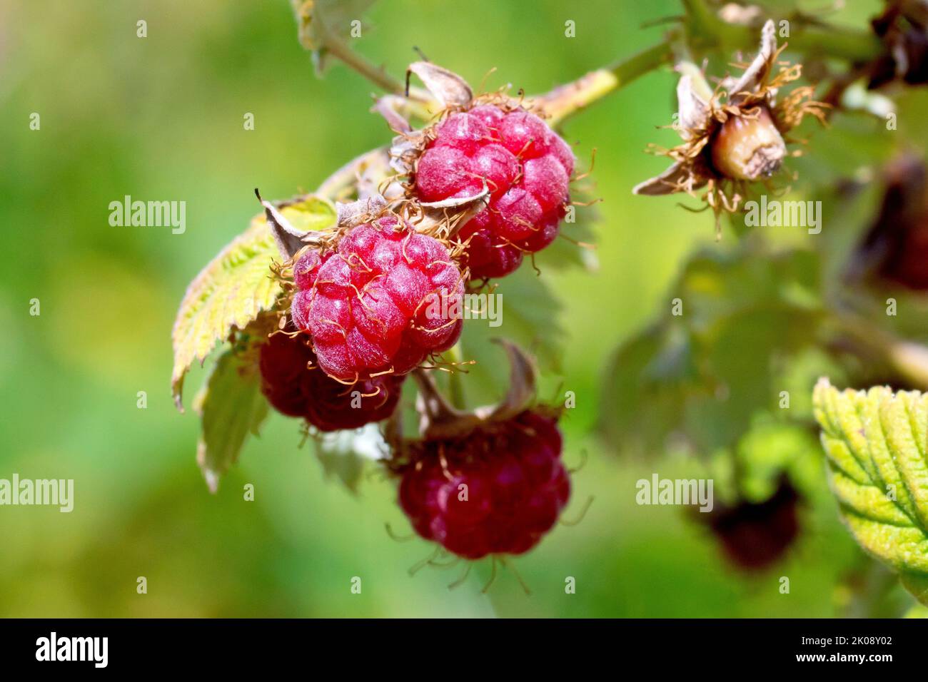 Fruits rouges sauvages Banque de photographies et d’images à haute ...