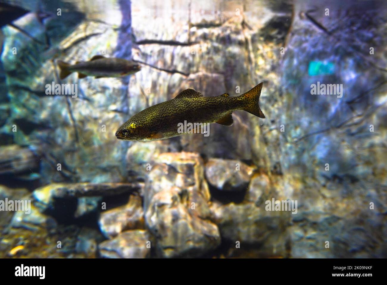 Pêchez dans l'un des aquariums du Bioparque Pantanal (aquarium du ...