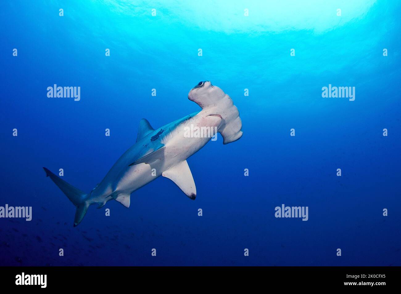 Requins à tête marteleuse pétoncle (Sphyrna lewini) nageant en eaux ...