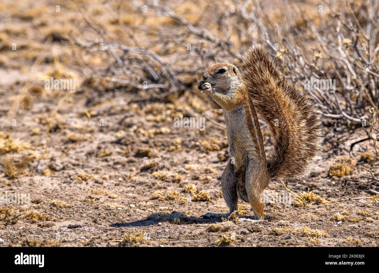 Écureuil africain à queue surélevée, Réserve de chasse du Kalahari ...