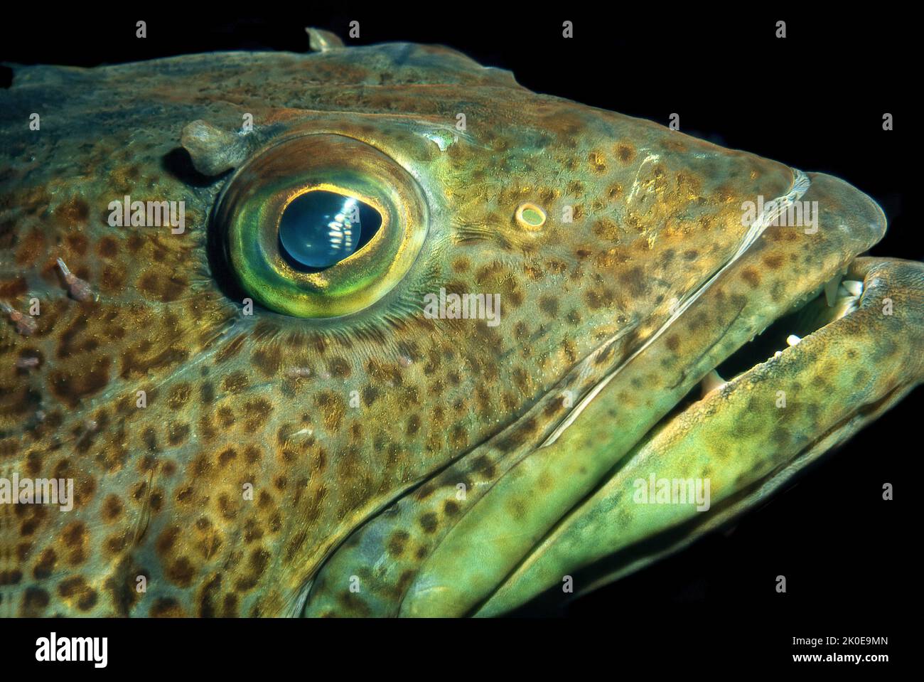 La morue Banque de photographies et d’images à haute résolution - Alamy