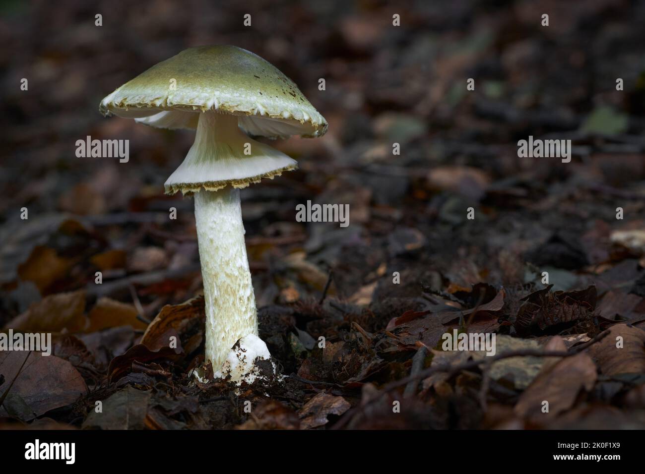 Fungo mortel Banque de photographies et d’images à haute résolution - Alamy