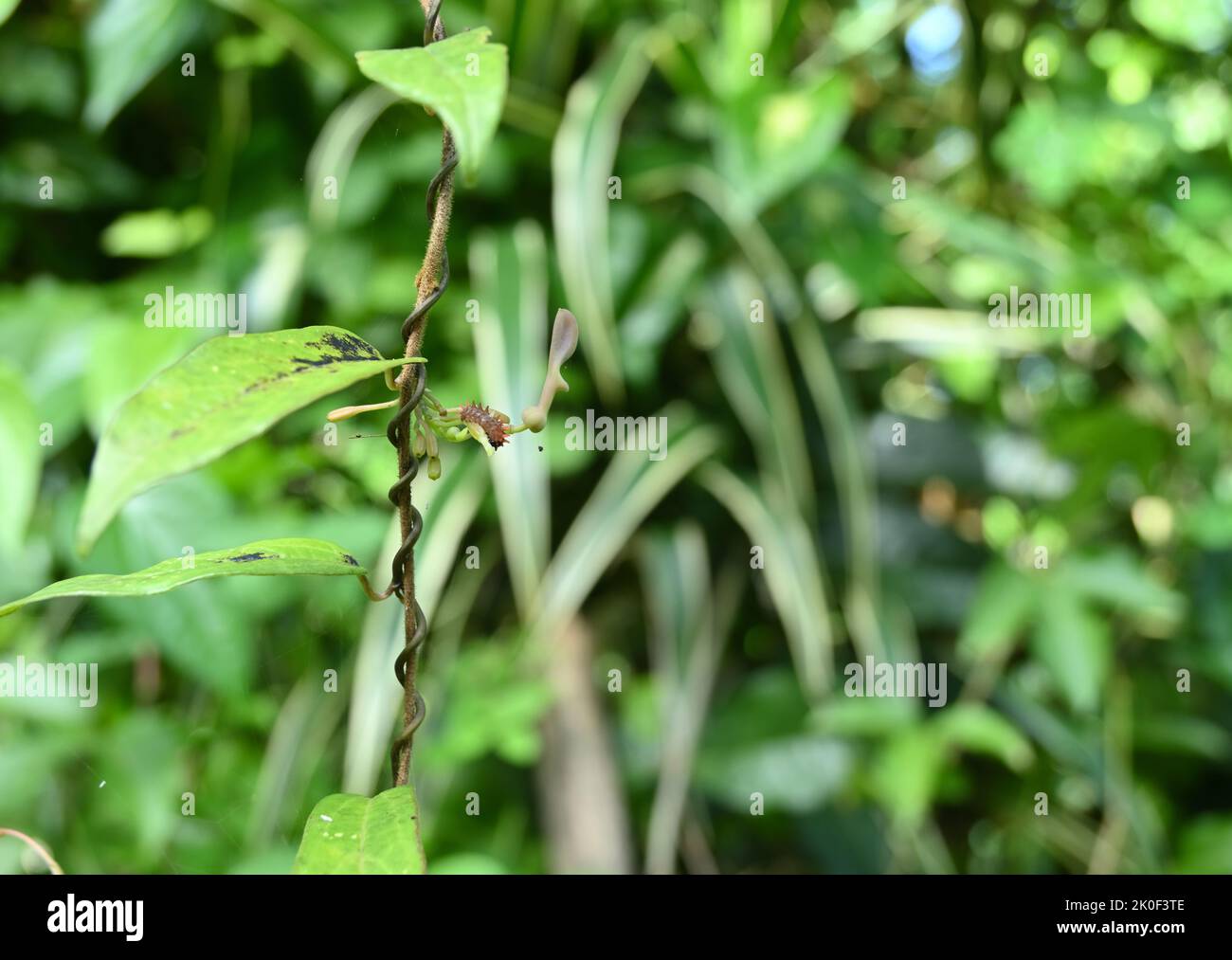 Aristolochia indica Banque de photographies et d’images à haute ...
