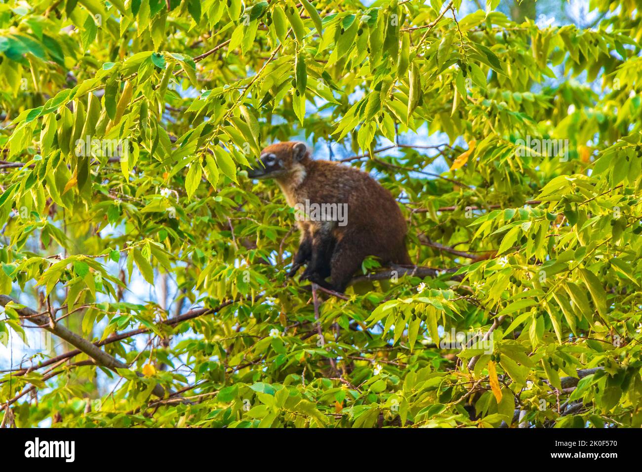 Coati coatis grimpez des arbres et des branches et mangez et recherchez ...