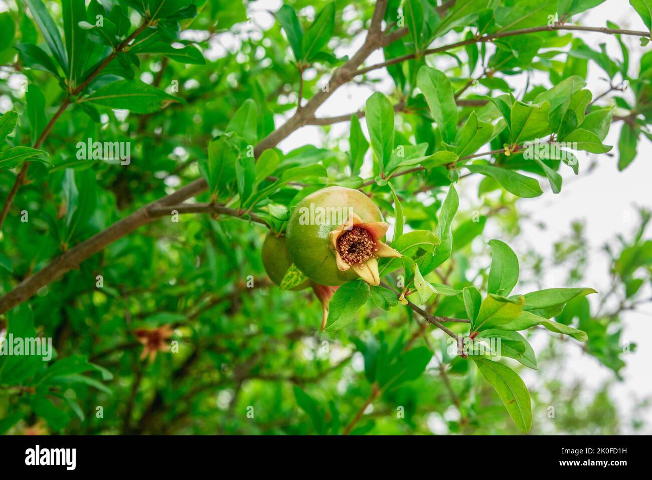 Grenade qui pousse sur un arbre Banque de photographies et d’images à ...