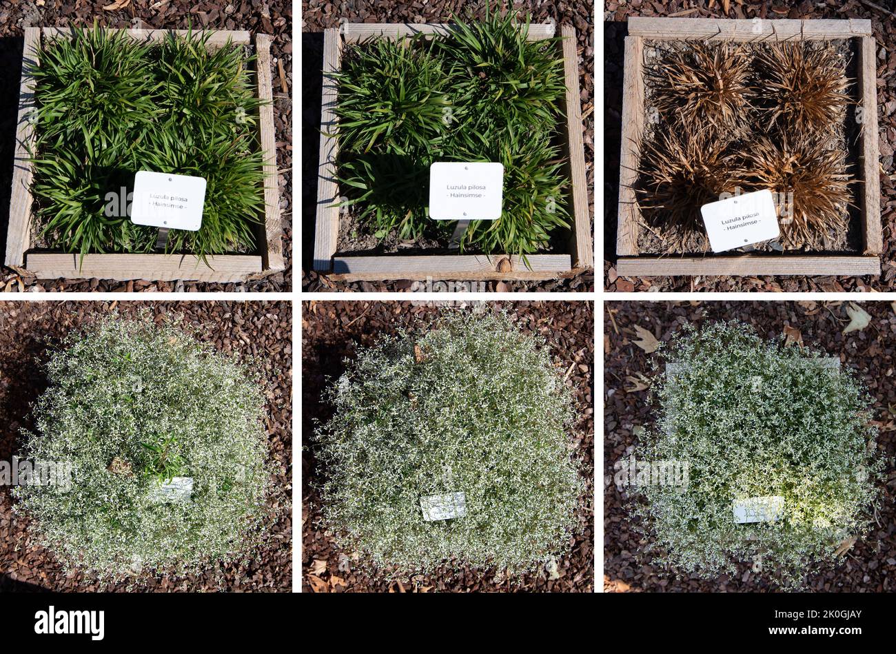 Wiesbaden, Allemagne. 08th septembre 2022. Le combo montre Hainsimsen au sommet et Euphorbia ...