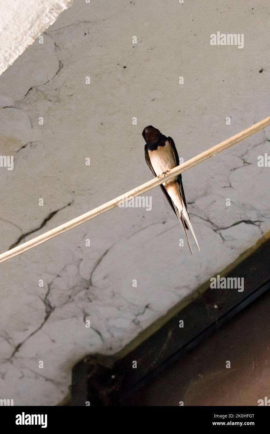 Un hirondelle de grange, perché sur un fil électrique dans une zone ...