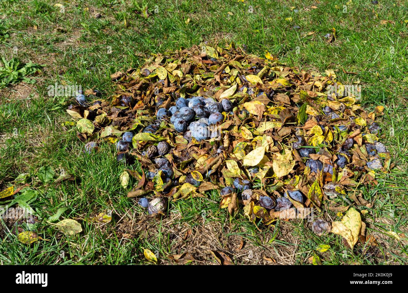 Prunes pourries Banque de photographies et d’images à haute résolution ...