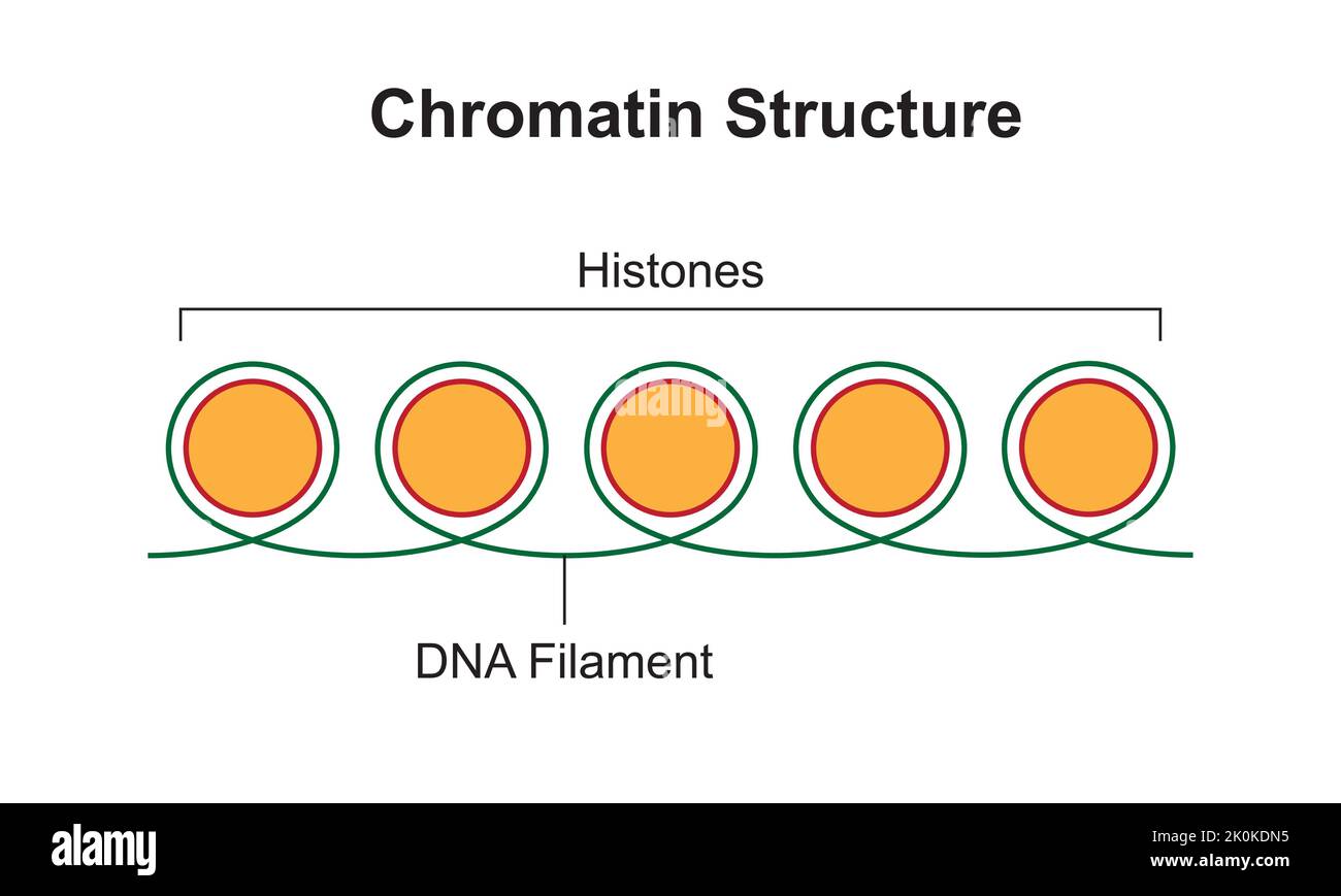 Conception scientifique de la structure de la chromatine. Le filament d ...
