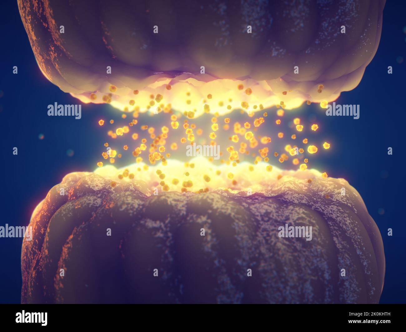 Anatomie de la synapse neuronale Banque de photographies et d’images à ...