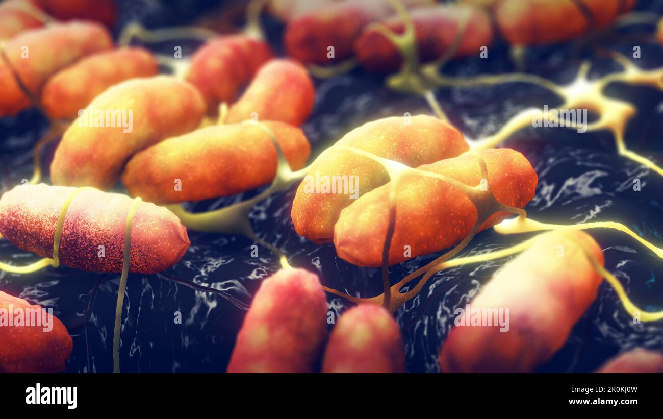 Peste bactérie yersinia pestis Banque de photographies et d’images à ...