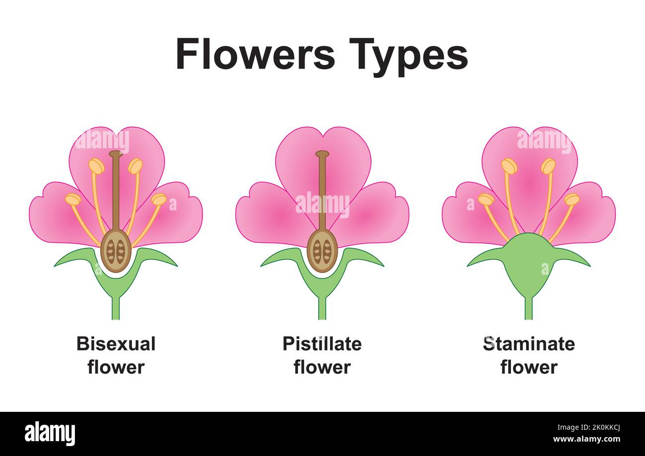 Conception scientifique de types de fleurs. Les différences de ...