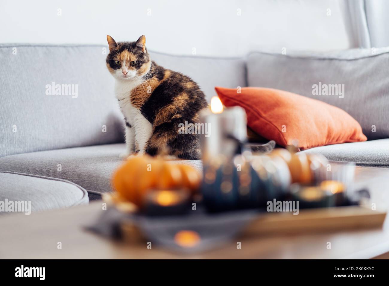 Assis chat sur le canapé avec automne flou, composition d'automne pour ...