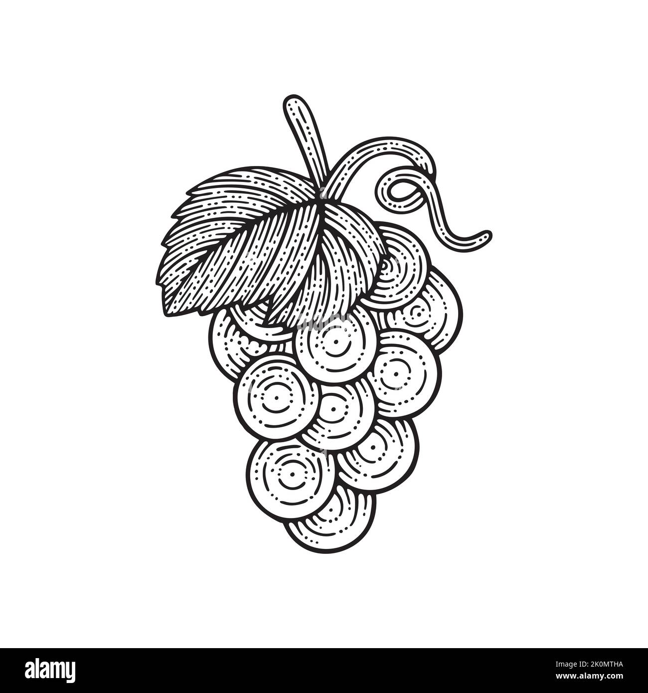Dessin de grappe de raisin Banque d'images noir et blanc - Alamy