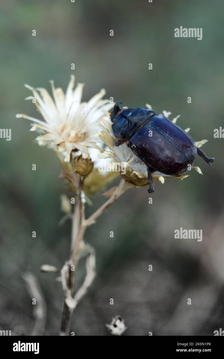 Insectes morts. Le dendroctone du rhinocéros est mort dans un endroit ...