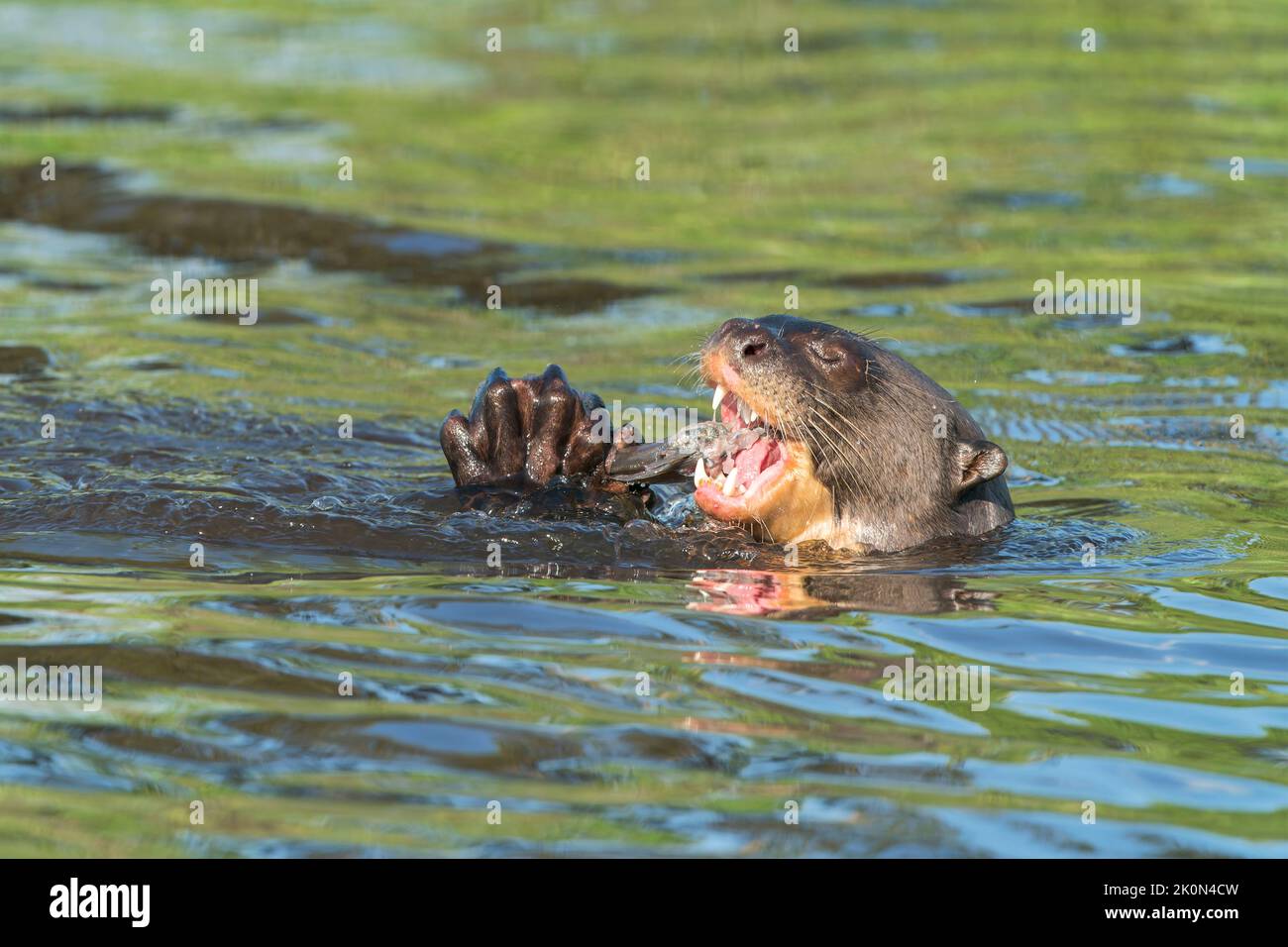Loutre de rivière géante, Pteronura brasiliensis, gros plan de la tête ...