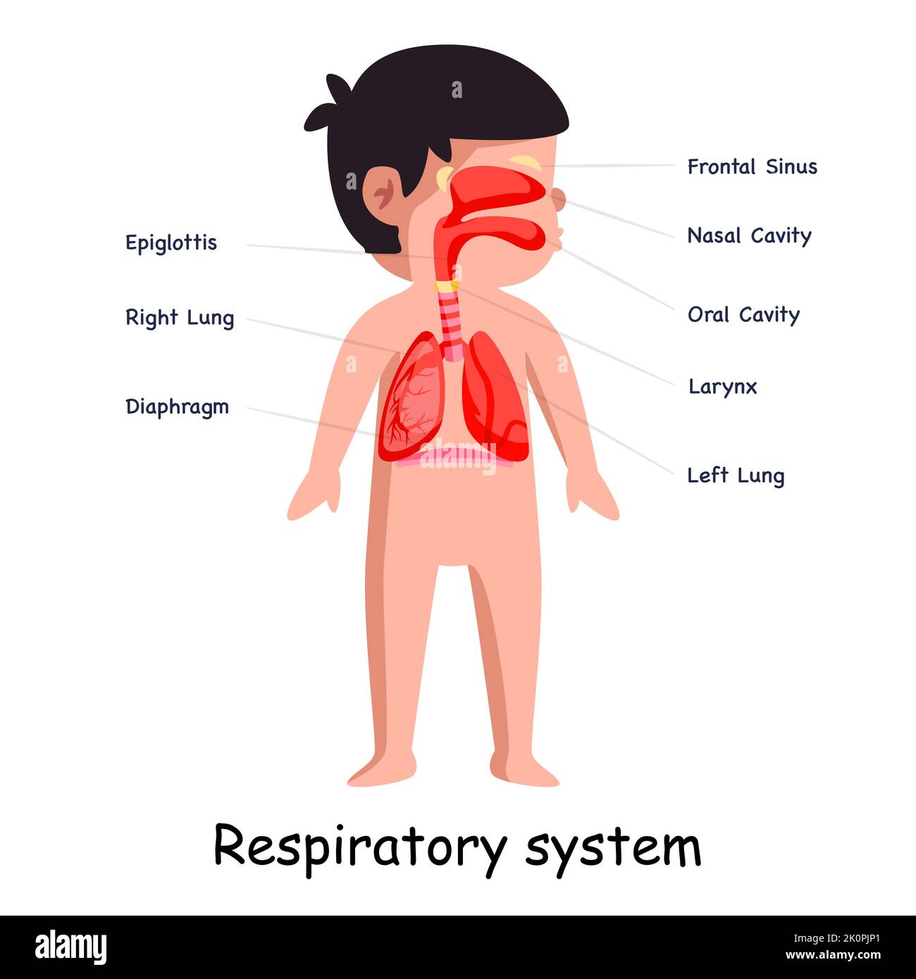 Illustration graphique du système respiratoire système corporel ...