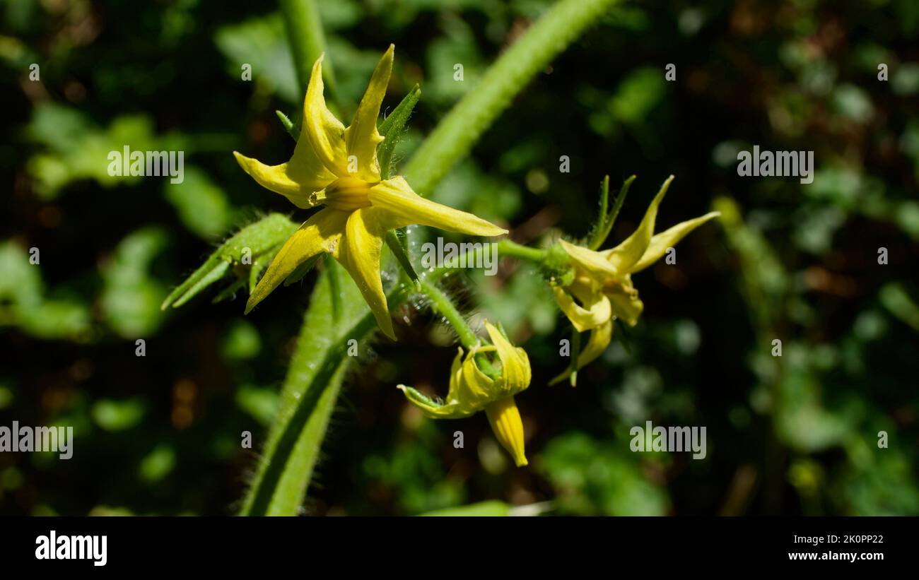 Plante de fleur de tomate Banque de photographies et d’images à haute ...