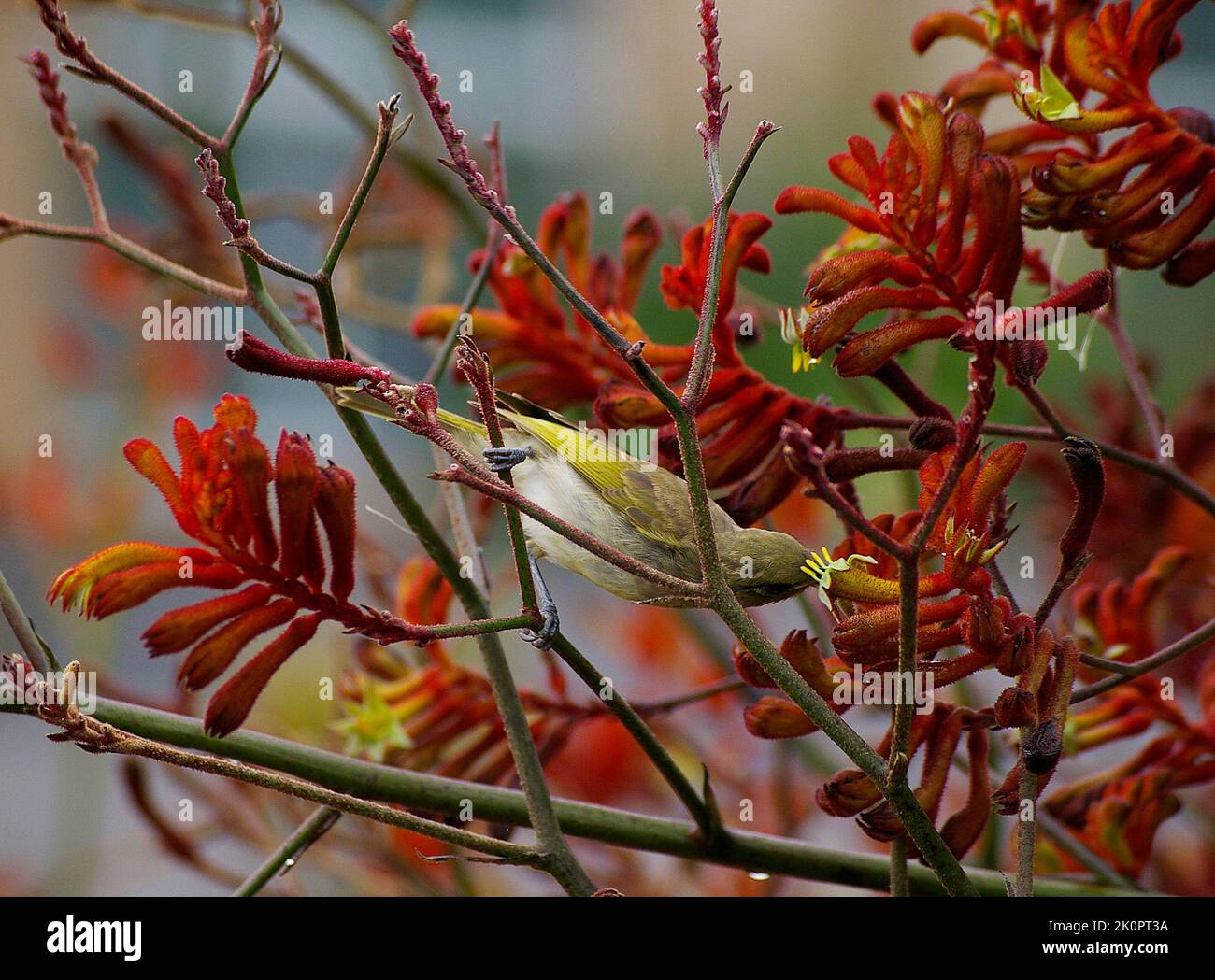 Fleurs autochtones Banque de photographies et d’images à haute ...