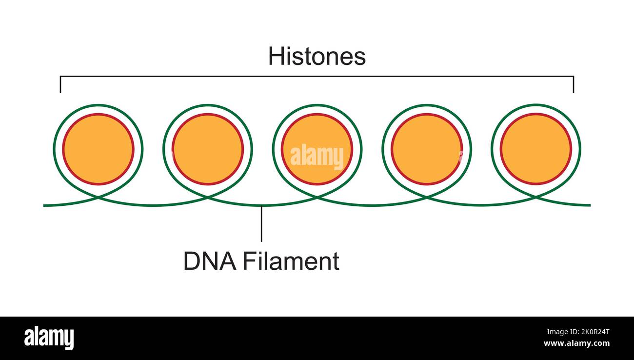 Conception scientifique de la structure de la chromatine. Le filament d ...