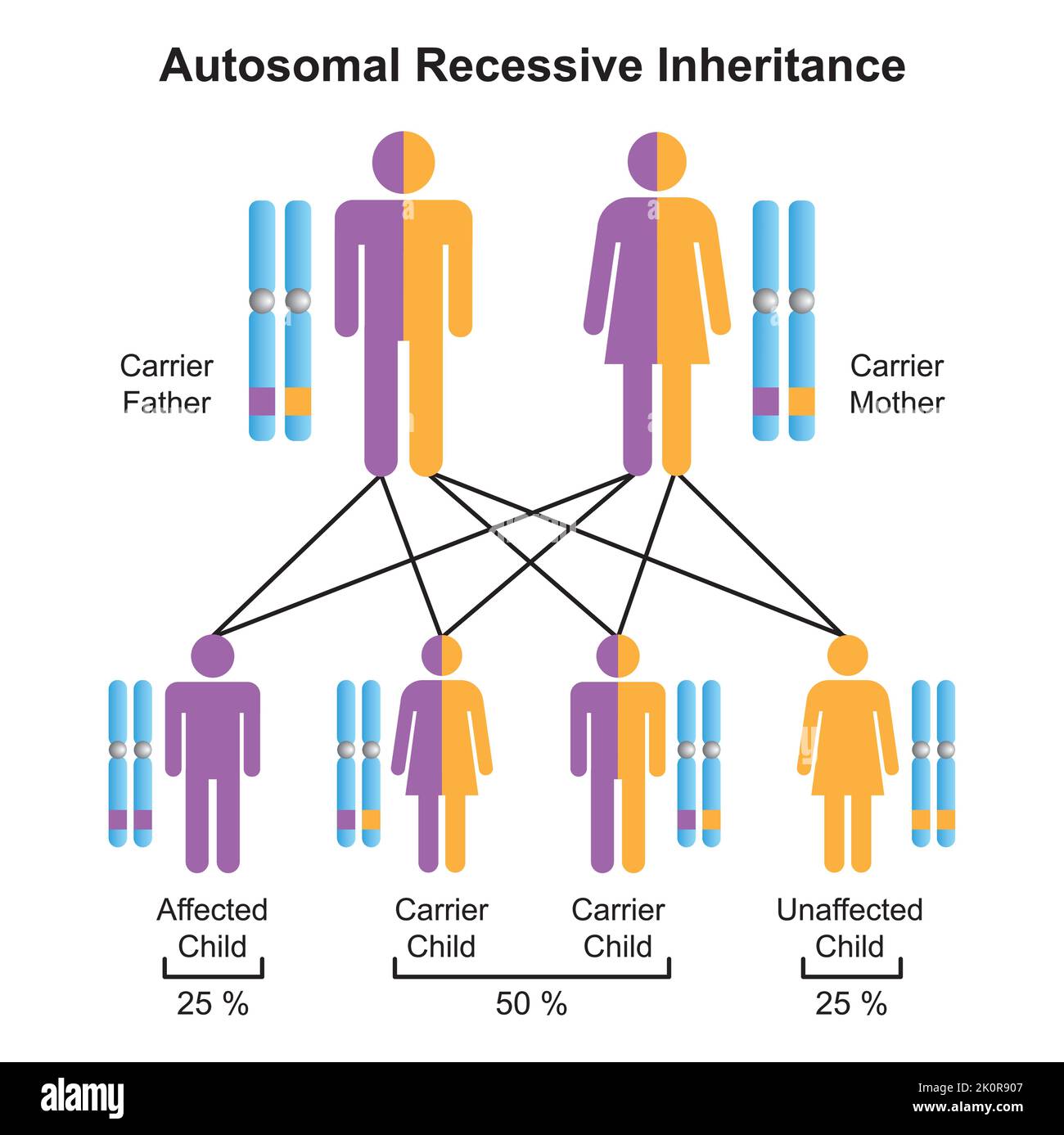 Mendelian inheritance Banque de photographies et d’images à haute résolution - Alamy