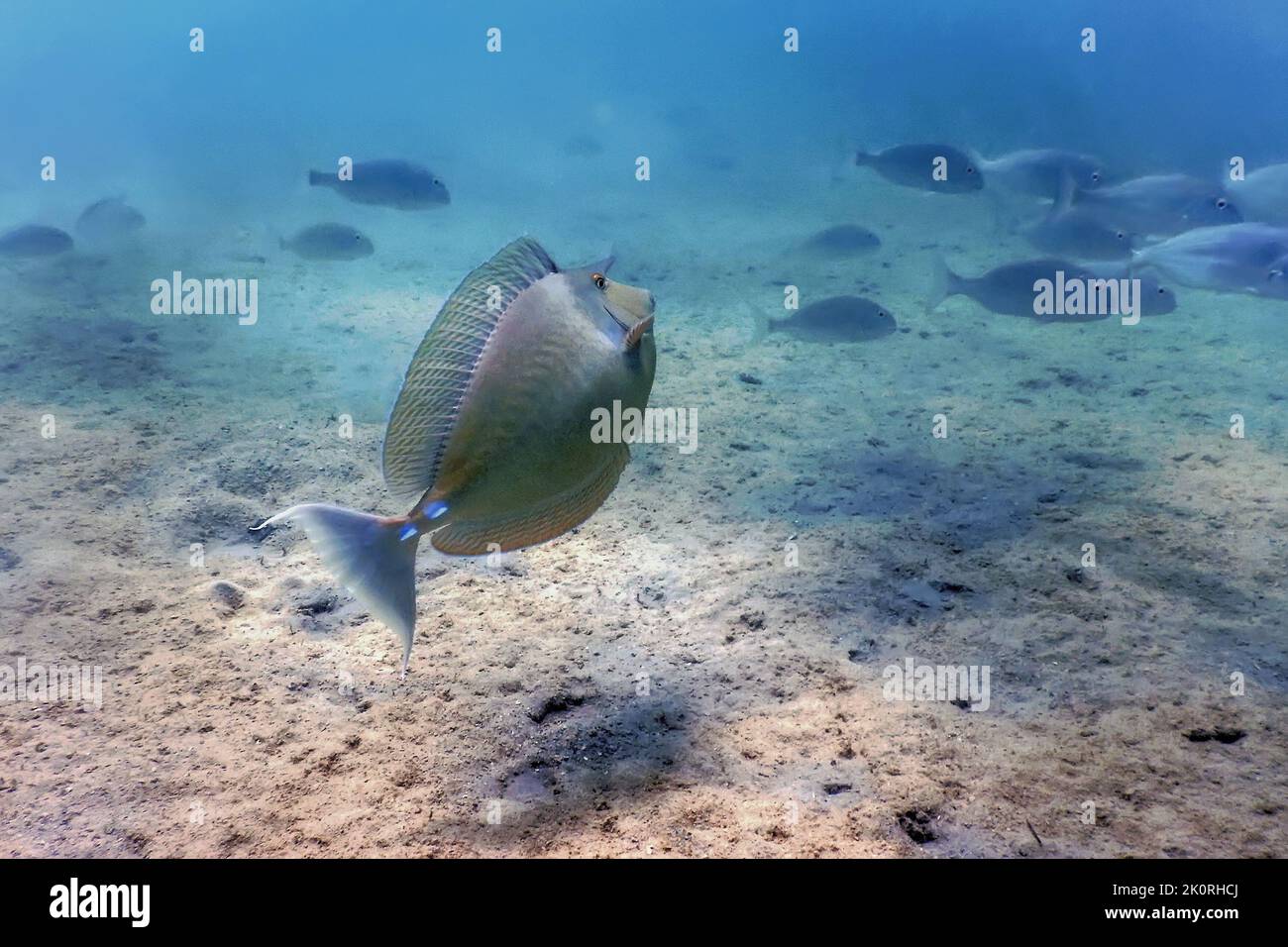 Naso annulatus Banque de photographies et d’images à haute résolution ...