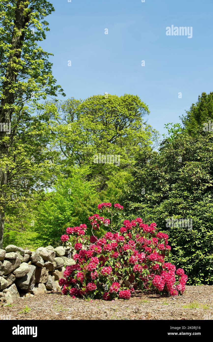 Rhodendron rouge Banque de photographies et d’images à haute résolution ...