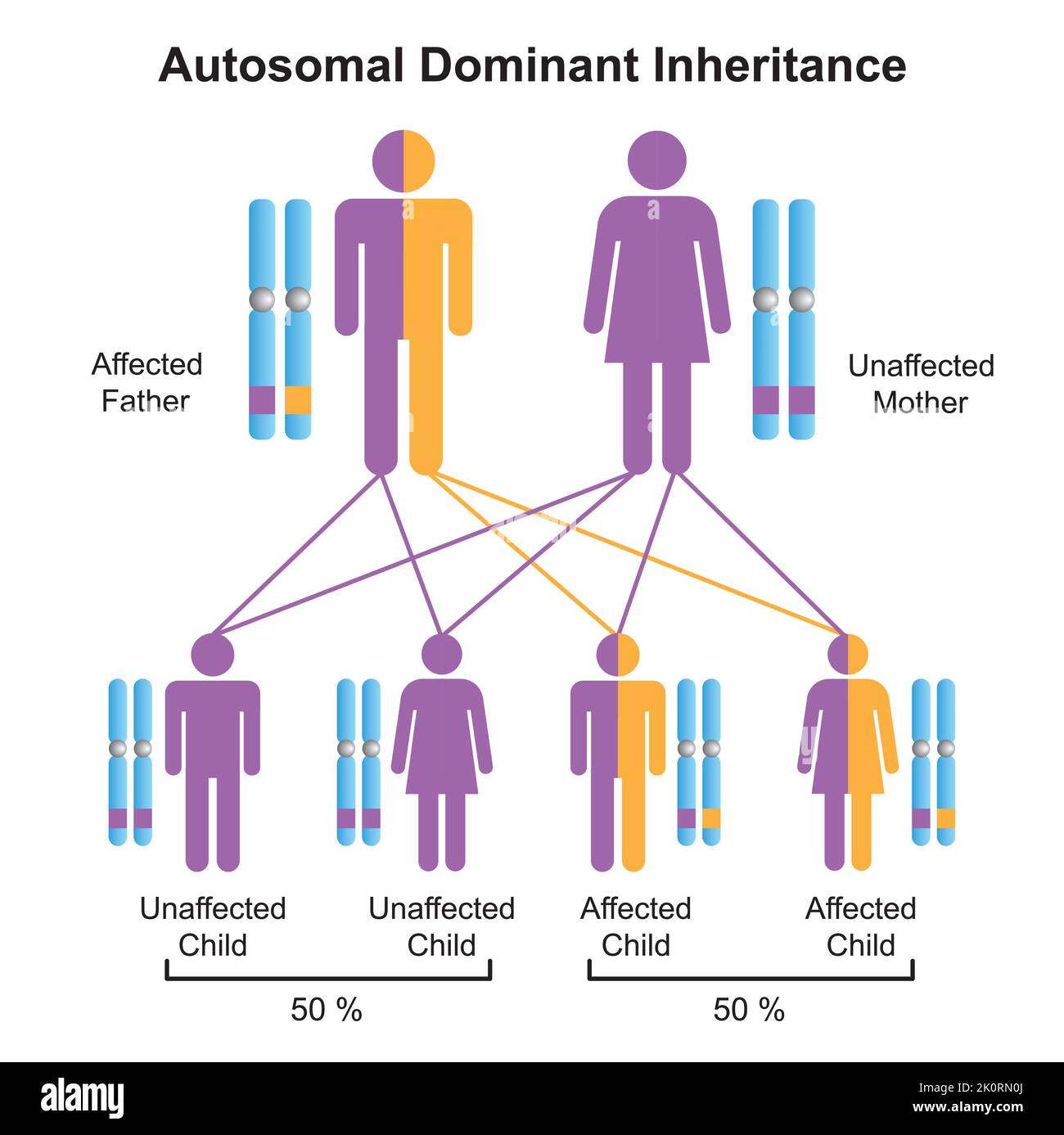 Conception scientifique de l'hérédité autosomique dominante. Symboles ...