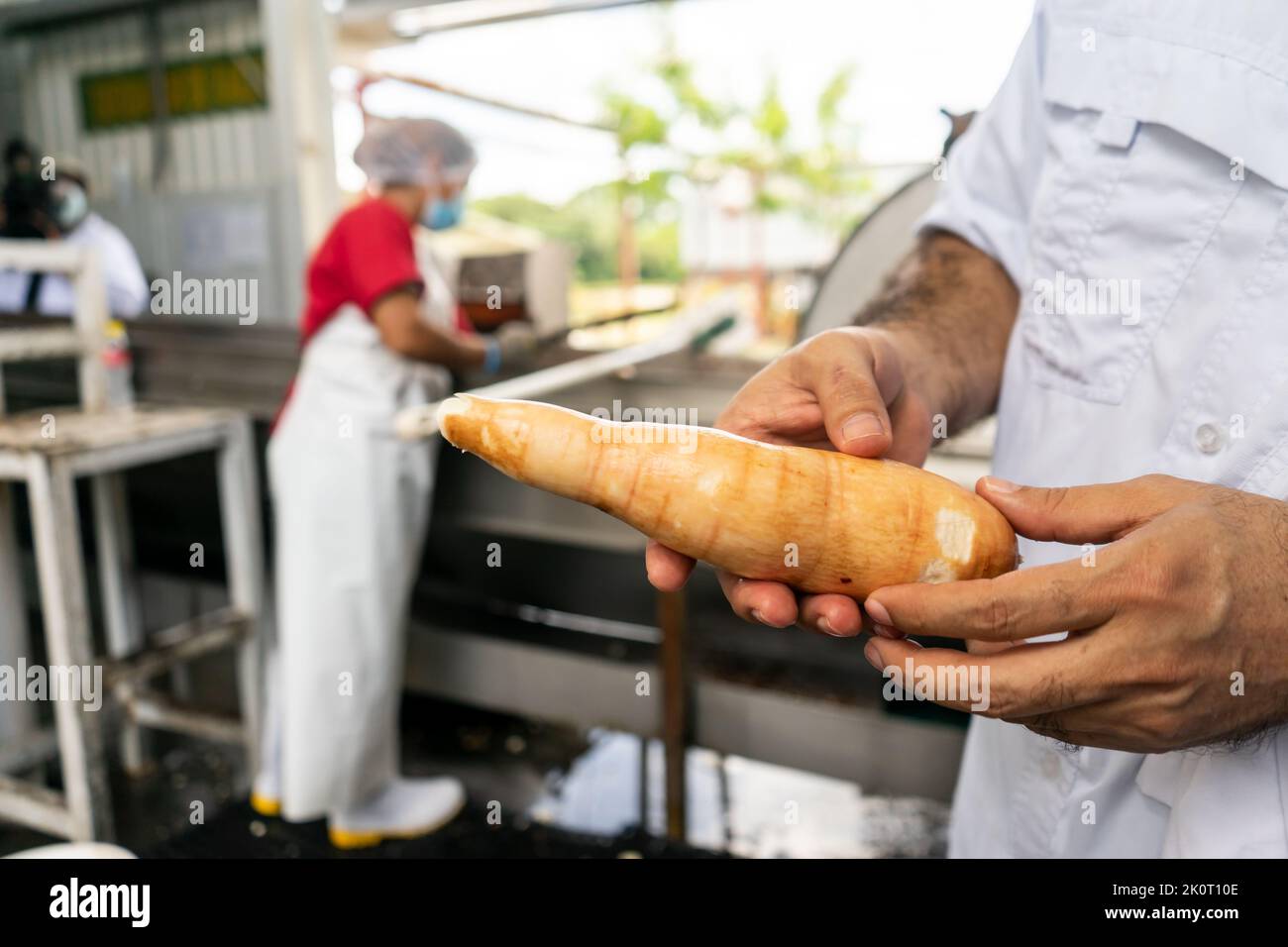 La transformation du manioc Banque de photographies et d’images à haute ...