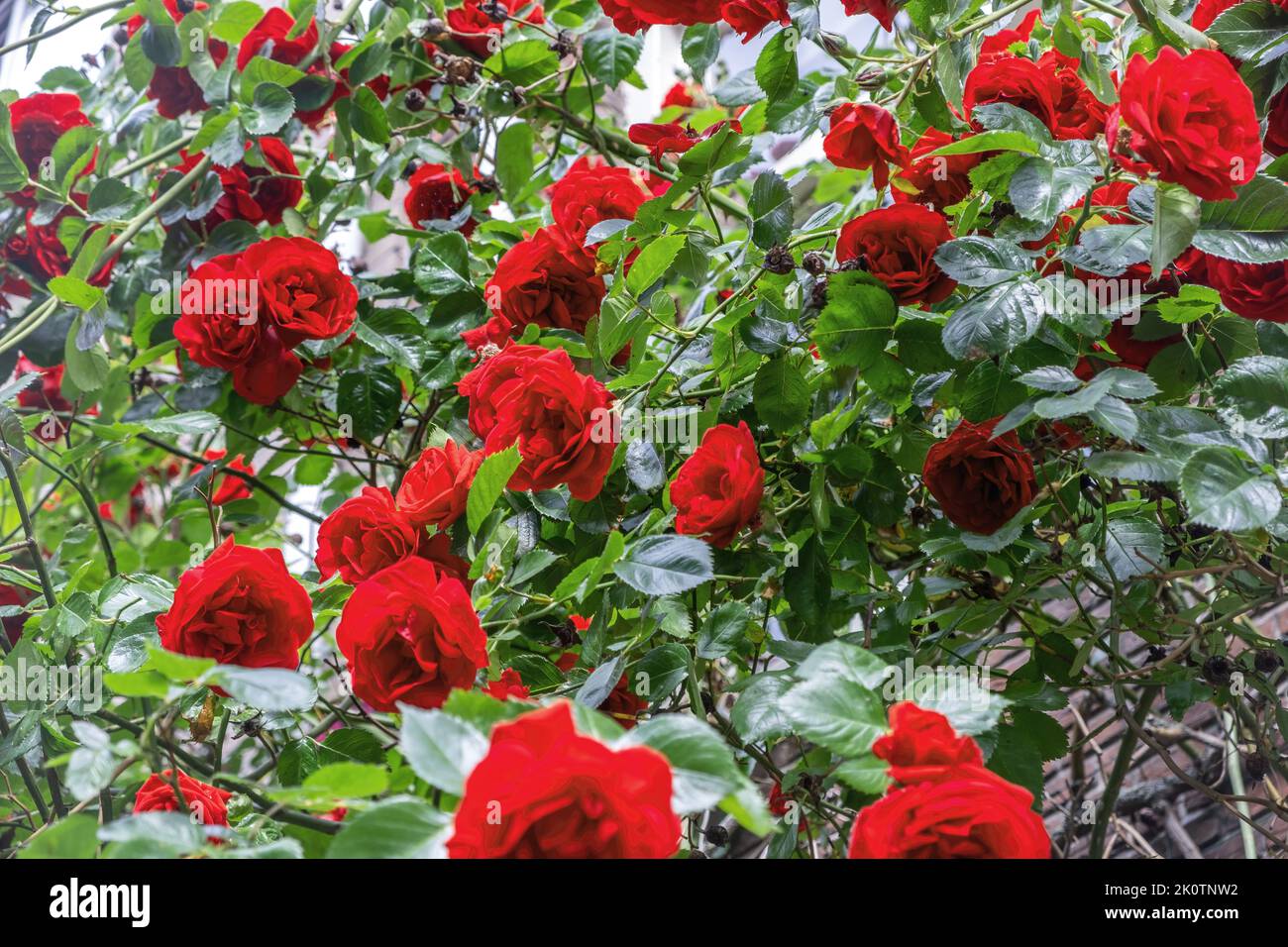 Roses rouges en fleurs concept. Plante à fleurs vivaces ligneuse avec ...