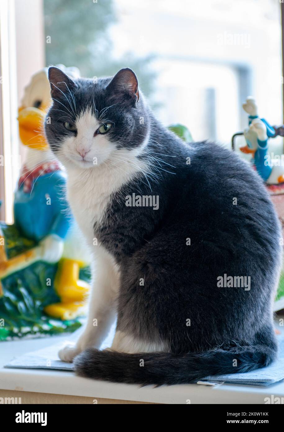 Chats belges Banque de photographies et d’images à haute résolution - Alamy