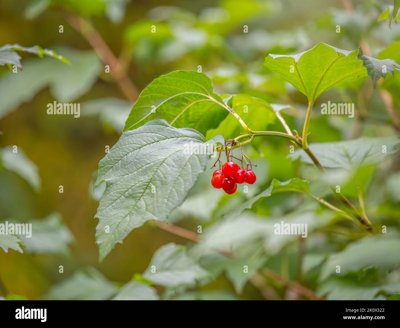 Arrière-plan de beaux fruits rouges de viburnum vulgaris. Baies de ...