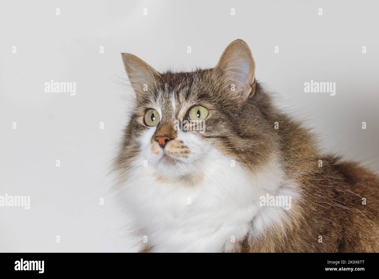 Chat tigré aux cheveux longs Banque de photographies et d’images à ...
