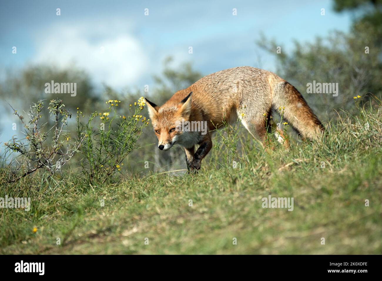 Rotfuchs *** Légende locale *** renard européen, renard, renard en ...