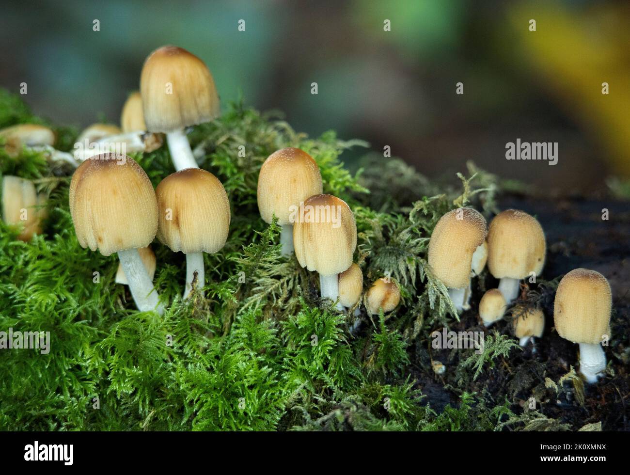 Pathogène virulent des arbres à feuilles caduques, en particulier des ...