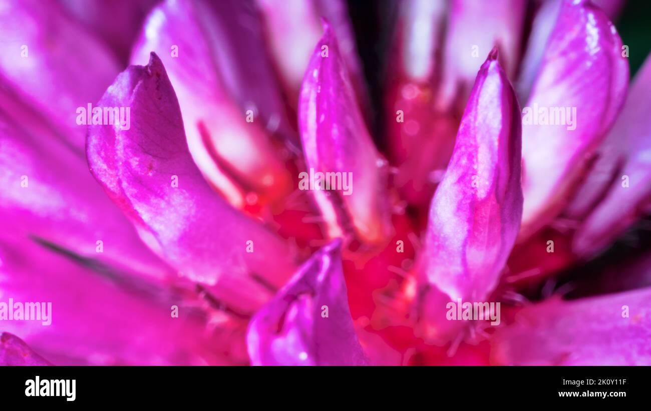 Fleur de trèfle à feuilles larges (Trifolium pratense) ultra macro ...