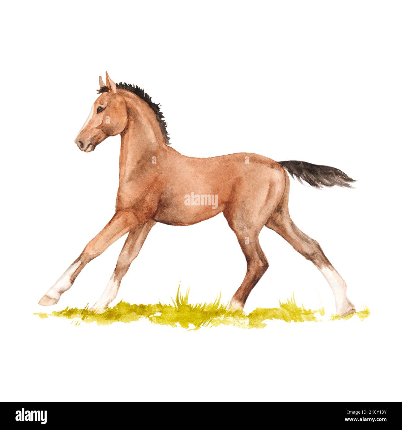 Petite fille cheval herbe verte Banque d'images détourées - Alamy