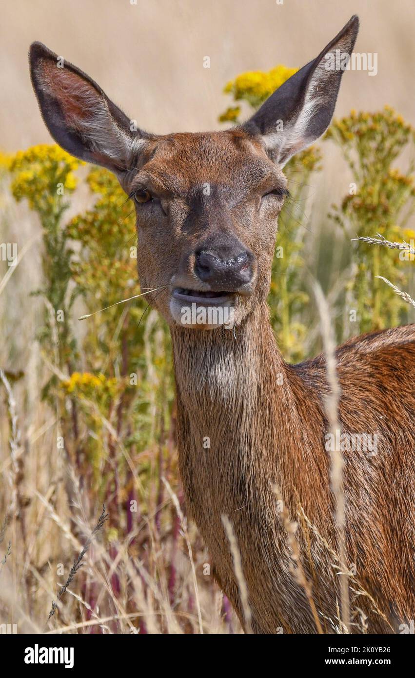 Cerf drôle Banque de photographies et d’images à haute résolution - Alamy