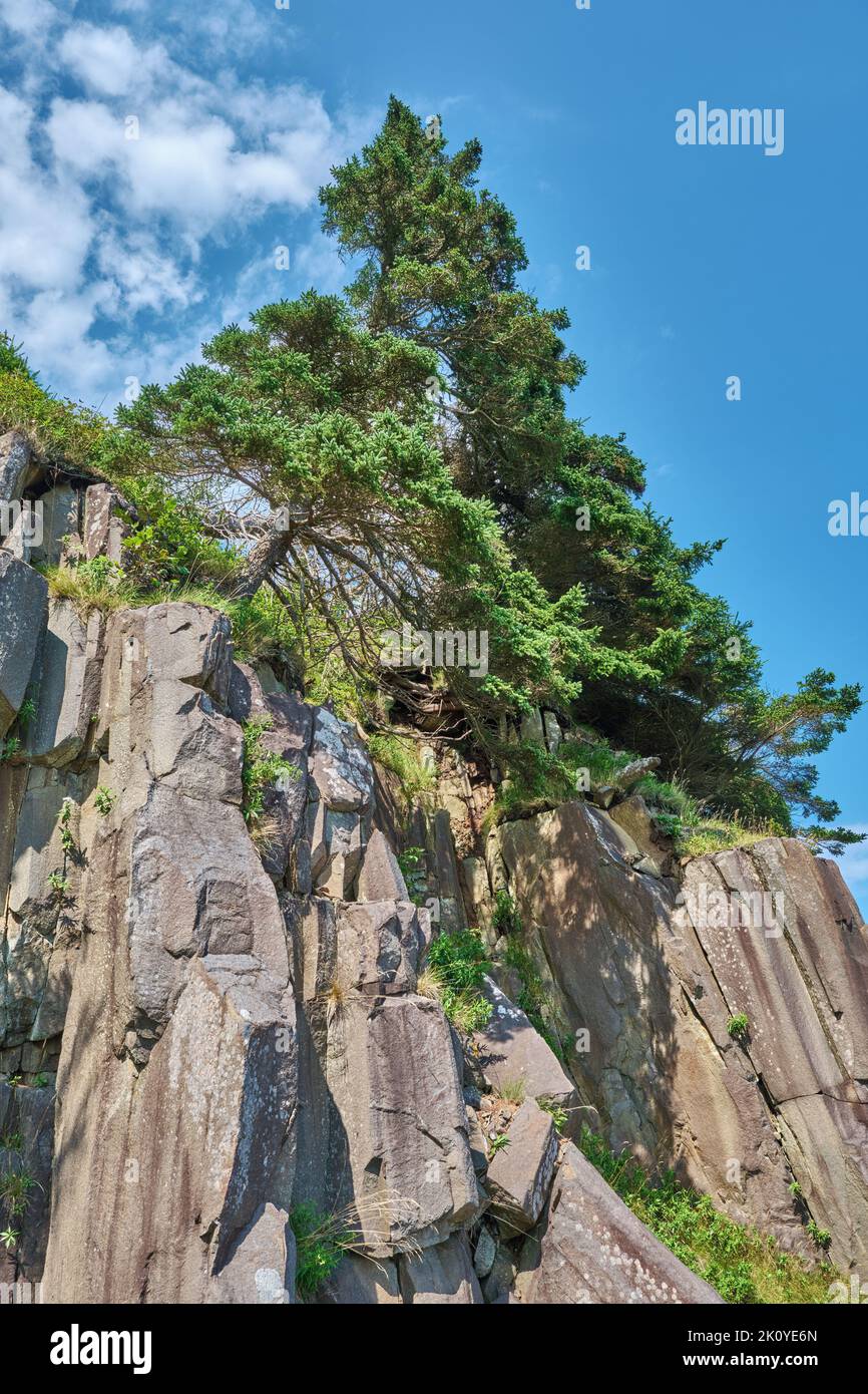 Arbre qui pousse sur un rocher Banque de photographies et d’images à ...