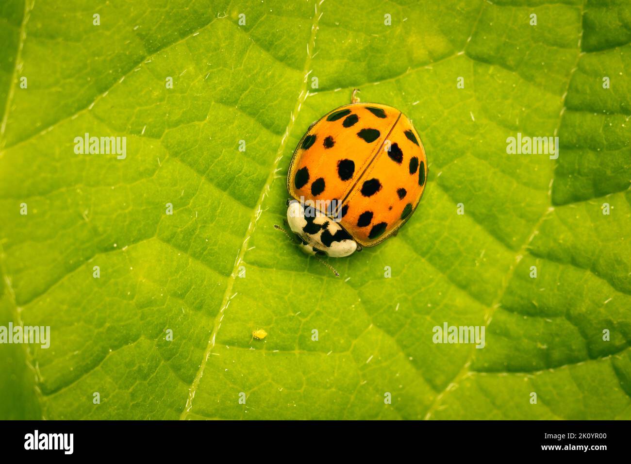 Coleoptera coccinellidae ladybug Banque de photographies et d’images à ...
