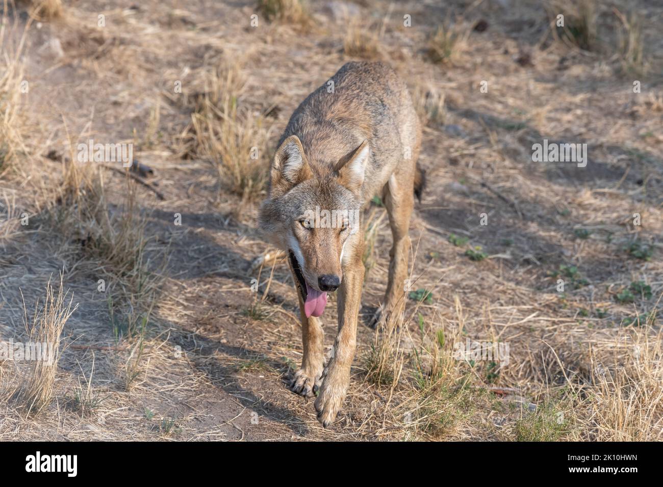 Mongolian wolf canis lupus Banque de photographies et d’images à haute ...