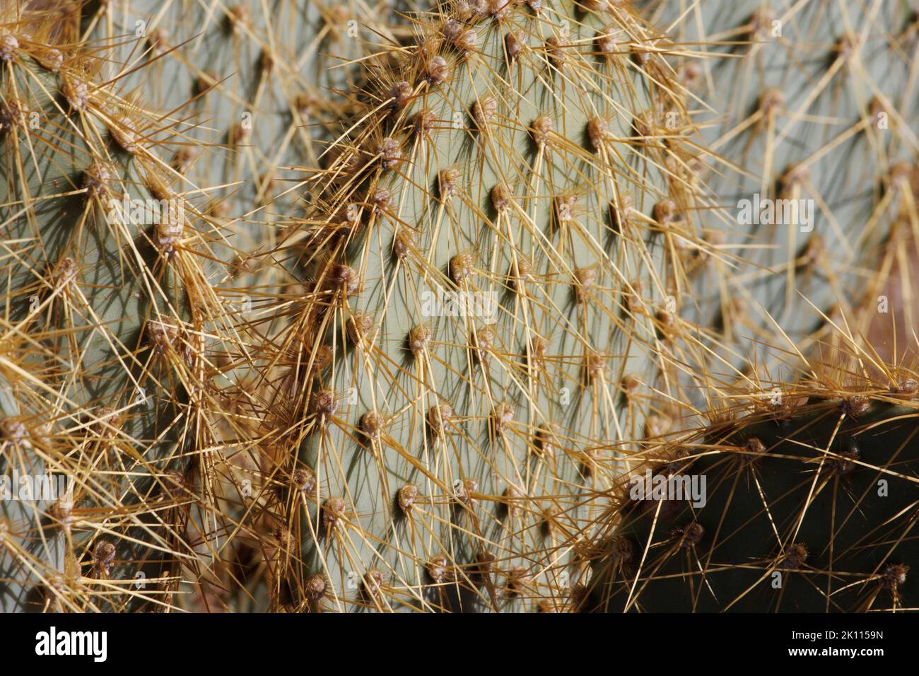 Les épines jaunes dépassent des aréoles trichomatiques glochidiates d ...
